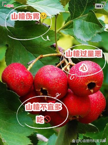 山楂上火还是降火_山楂吃多了会上火吗-第3张图片-山城妙识