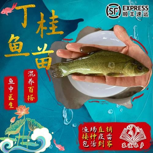 丁桂鱼养殖周期多久_丁桂鱼一年能长多大-第3张图片-山城妙识