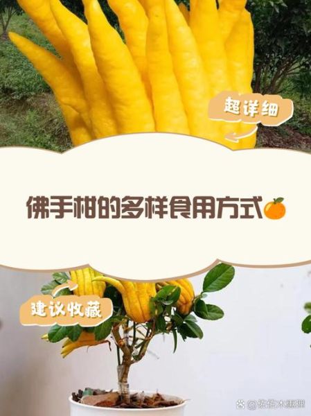 新鲜佛手怎么做好吃_佛手柑入菜技巧-第1张图片-山城妙识