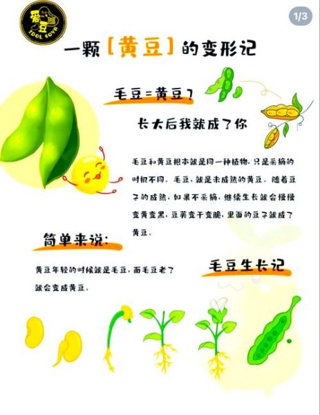 毛豆怎么变成黄豆_毛豆和黄豆的区别-第1张图片-山城妙识