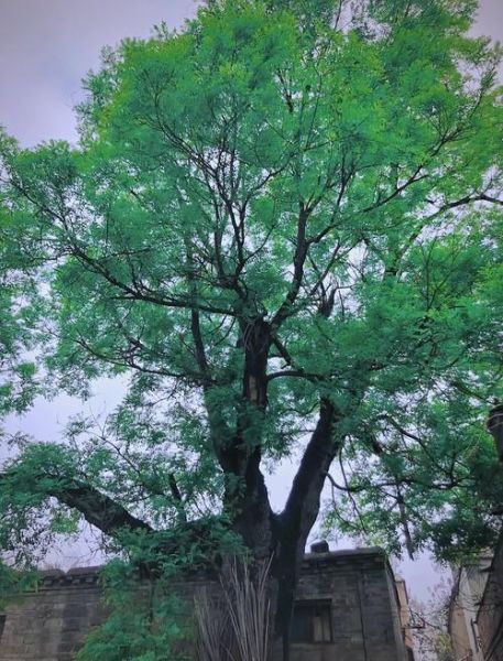 槐树招鬼是真的吗_槐树为什么招鬼-第1张图片-山城妙识