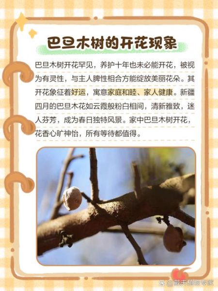 巴旦木果树长什么样_巴旦木几年结果-第2张图片-山城妙识