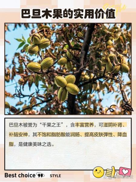 巴旦木果树长什么样_巴旦木几年结果-第1张图片-山城妙识