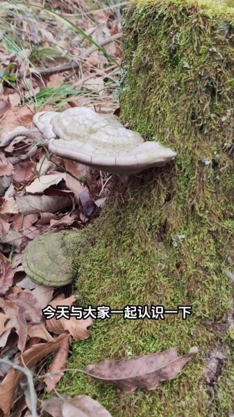 树舌灵芝的功效与作用_树舌灵芝怎么吃效果最好-第1张图片-山城妙识
