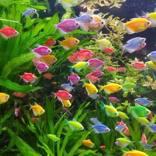 淡水观赏鱼有哪些_热带鱼品种大全-第2张图片-山城妙识