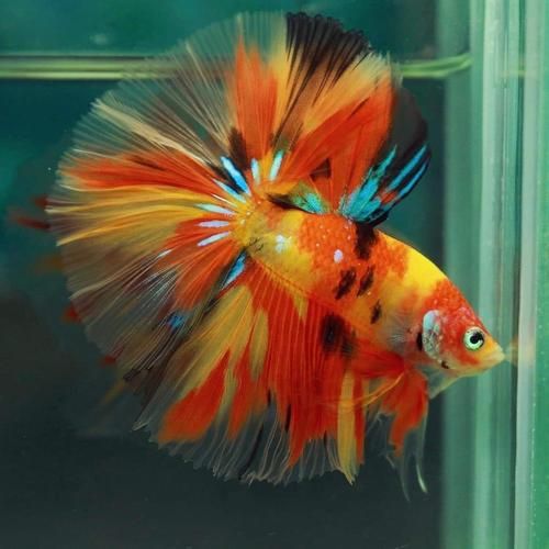 淡水观赏鱼有哪些_热带鱼品种大全-第1张图片-山城妙识