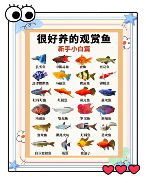 淡水观赏鱼有哪些_热带鱼品种大全-第3张图片-山城妙识