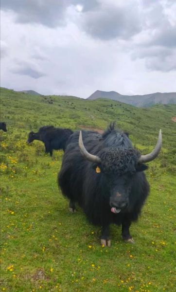 牦牛肉价格多少钱一斤_牦牛肉为什么这么贵-第3张图片-山城妙识