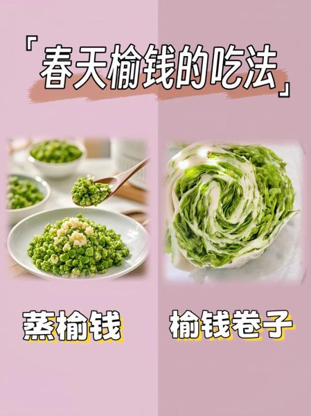 榆钱是什么_榆钱怎么吃-第2张图片-山城妙识