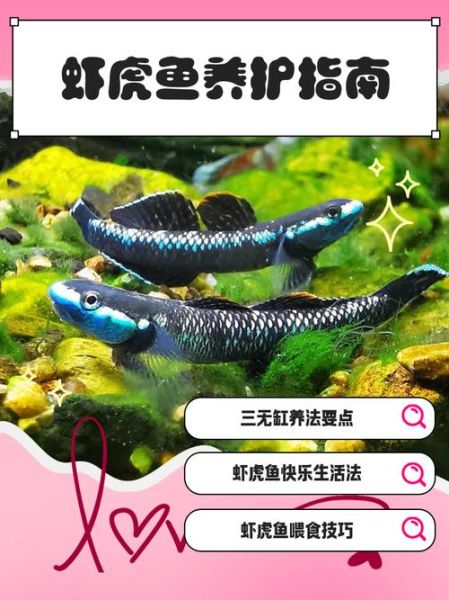 虾虎鱼好养吗_虾虎鱼怎么养-第1张图片-山城妙识