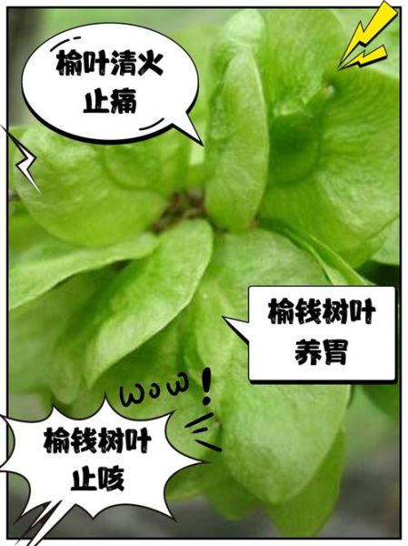 榆树叶能吃吗_榆树叶的功效与作用-第1张图片-山城妙识