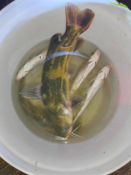 黄辣丁刺有毒吗_被扎后怎么办-第2张图片-山城妙识