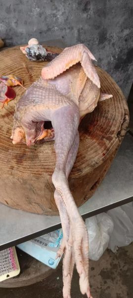 珍珠鸡多少钱一只_珍珠鸡价格行情-第1张图片-山城妙识