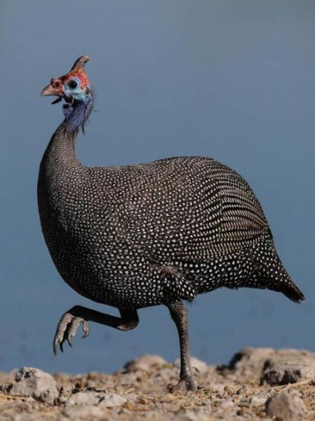 珍珠鸡多少钱一只_珍珠鸡价格行情-第3张图片-山城妙识