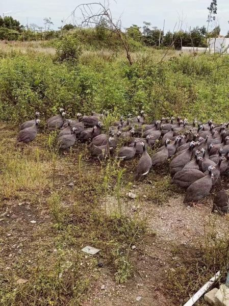 珍珠鸡多少钱一只_珍珠鸡价格行情-第2张图片-山城妙识