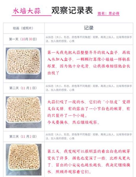 大蒜水培发芽要几天_水培大蒜怎么养才粗壮-第2张图片-山城妙识