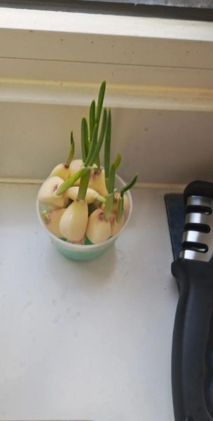 大蒜水培发芽要几天_水培大蒜怎么养才粗壮-第3张图片-山城妙识