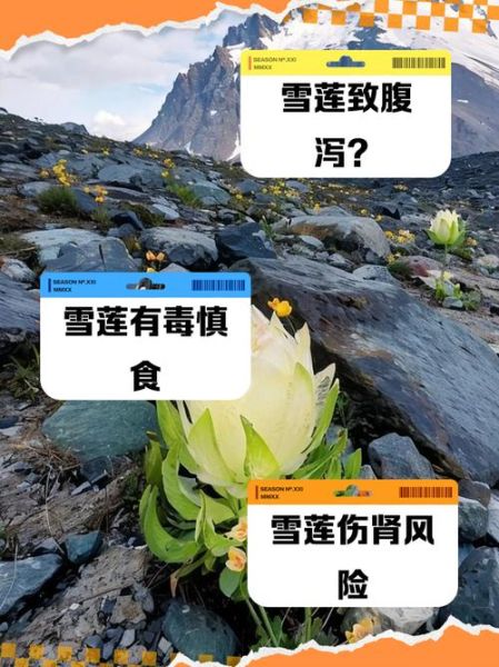 雪莲菌致癌是真的吗_长期饮用风险-第2张图片-山城妙识 雪莲菌致癌是真的吗_长期饮用风险-第2张图片-山城妙识