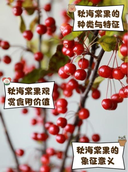 海棠果有几种_海棠果品种大全-第1张图片-山城妙识 海棠果有几种_海棠果品种大全-第1张图片-山城妙识