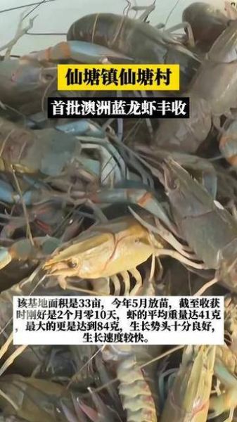 龙虾养殖一亩利润多少_龙虾养殖成本利润分析-第3张图片-山城妙识