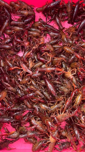 龙虾养殖一亩利润多少_龙虾养殖成本利润分析-第1张图片-山城妙识