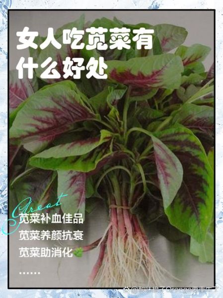 女人吃苋菜有什么好处_女人吃苋菜能补血吗-第1张图片-山城妙识