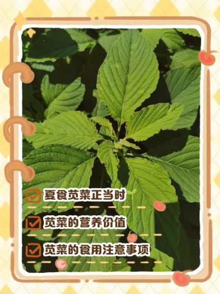 苋菜孕妇能吃吗_孕妇吃苋菜会滑胎吗-第1张图片-山城妙识