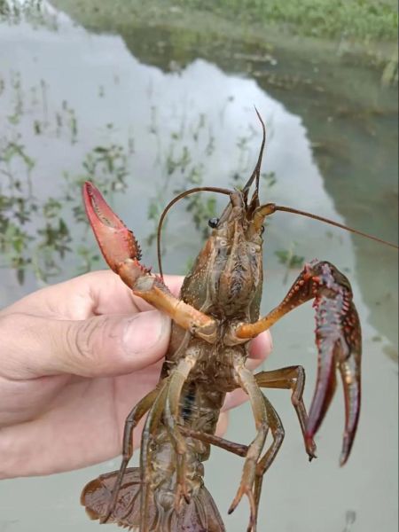 小龙虾养殖技术_龙虾如何养殖-第3张图片-山城妙识