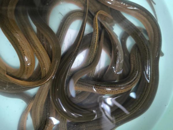 稻田养殖黄鳝一亩能养多少_产量与密度详解-第2张图片-山城妙识 稻田养殖黄鳝一亩能养多少_产量与密度详解-第2张图片-山城妙识