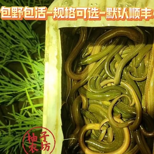 稻田养殖黄鳝一亩能养多少_产量与密度详解-第1张图片-山城妙识 稻田养殖黄鳝一亩能养多少_产量与密度详解-第1张图片-山城妙识