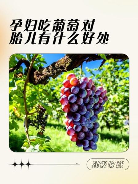 怀孕早期可以吃葡萄吗_孕妇吃葡萄对胎儿好吗-第1张图片-山城妙识