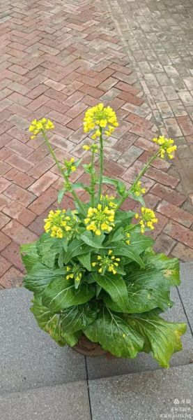 白菜花图片怎么拍好看_白菜花高清图下载-第2张图片-山城妙识 白菜花图片怎么拍好看_白菜花高清图下载-第2张图片-山城妙识