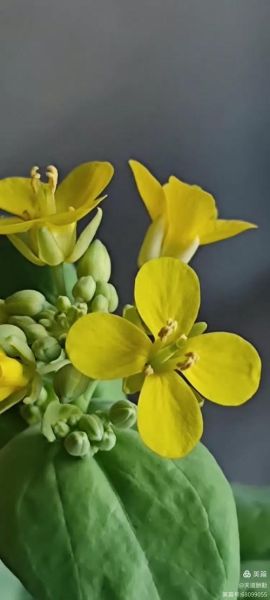 白菜花图片怎么拍好看_白菜花高清图下载-第3张图片-山城妙识 白菜花图片怎么拍好看_白菜花高清图下载-第3张图片-山城妙识