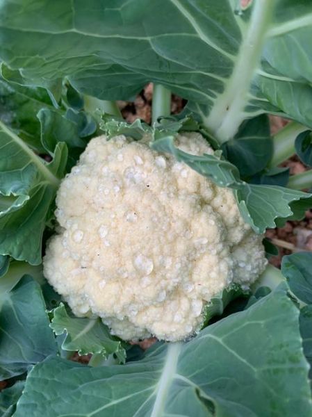 白菜花图片怎么拍好看_白菜花高清图下载-第1张图片-山城妙识 白菜花图片怎么拍好看_白菜花高清图下载-第1张图片-山城妙识