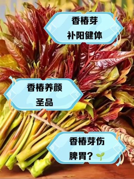 吃香椿的禁忌_吃香椿要注意什么-第2张图片-山城妙识