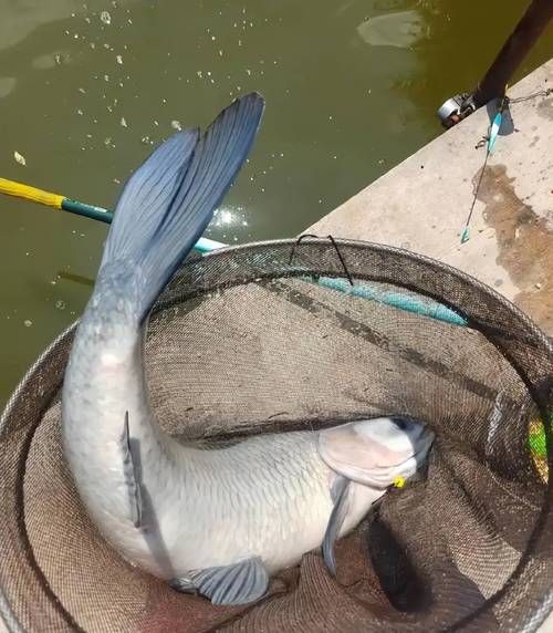 东北吃的青鱼是什么鱼_东北青鱼与草鱼区别-第3张图片-山城妙识 东北吃的青鱼是什么鱼_东北青鱼与草鱼区别-第3张图片-山城妙识