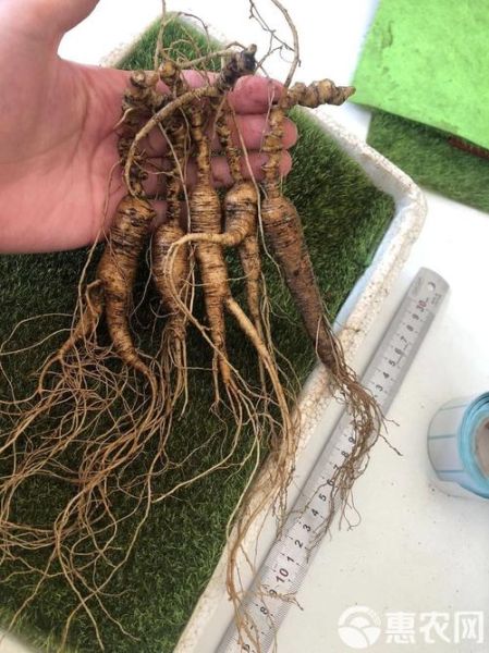 人参的价格是多少_鲜参和干参差价大吗-第1张图片-山城妙识 人参的价格是多少_鲜参和干参差价大吗-第1张图片-山城妙识
