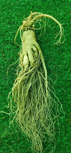 人参的价格是多少_鲜参和干参差价大吗-第2张图片-山城妙识 人参的价格是多少_鲜参和干参差价大吗-第2张图片-山城妙识