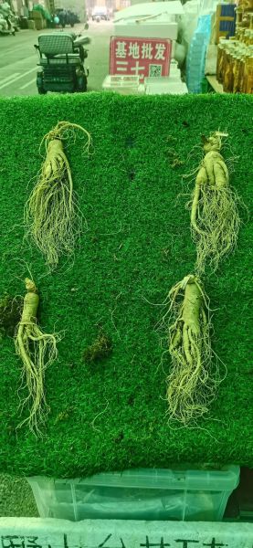 人参的价格是多少_鲜参和干参差价大吗-第3张图片-山城妙识 人参的价格是多少_鲜参和干参差价大吗-第3张图片-山城妙识