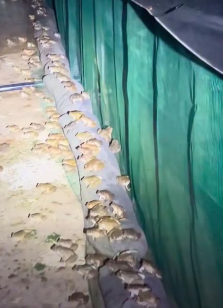 石蛙是几级保护动物_石蛙养殖合法吗-第1张图片-山城妙识 石蛙是几级保护动物_石蛙养殖合法吗-第1张图片-山城妙识