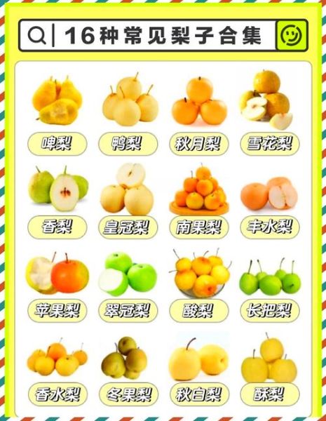 梨的种类有哪些_常见梨品种名称大全-第3张图片-山城妙识 梨的种类有哪些_常见梨品种名称大全-第3张图片-山城妙识