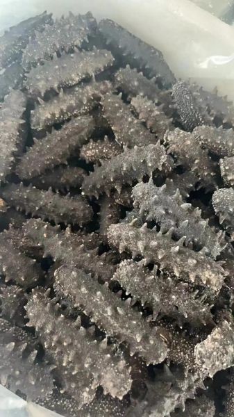 干海参价格多少钱一斤_干海参价格为什么差距那么大-第1张图片-山城妙识