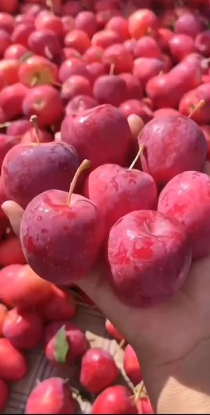 鸡心果是什么水果_鸡心果好吃吗-第1张图片-山城妙识