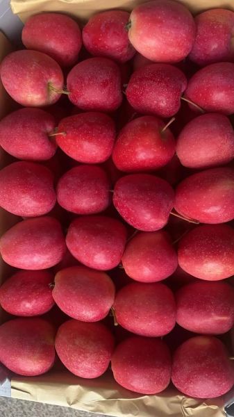 鸡心果是什么水果_鸡心果好吃吗-第3张图片-山城妙识