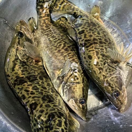 桂鱼怎么杀_桂鱼杀法步骤图解-第2张图片-山城妙识