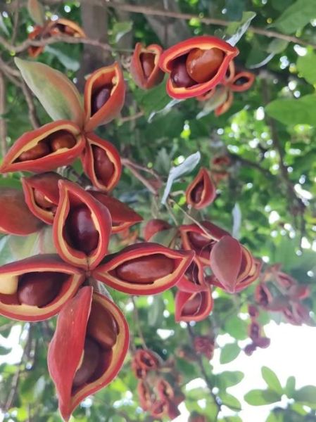 苹婆树图片长什么样_苹婆树果实能吃吗-第1张图片-山城妙识