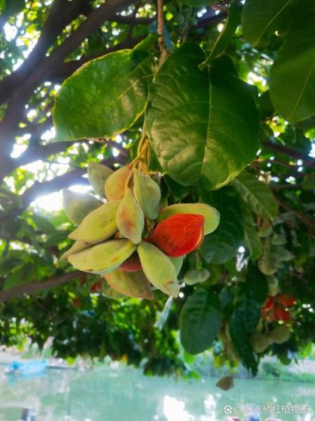 苹婆树图片长什么样_苹婆树果实能吃吗-第3张图片-山城妙识