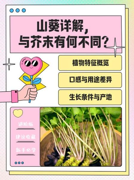 山葵和芥末的区别_山葵和芥末哪个更辣-第3张图片-山城妙识