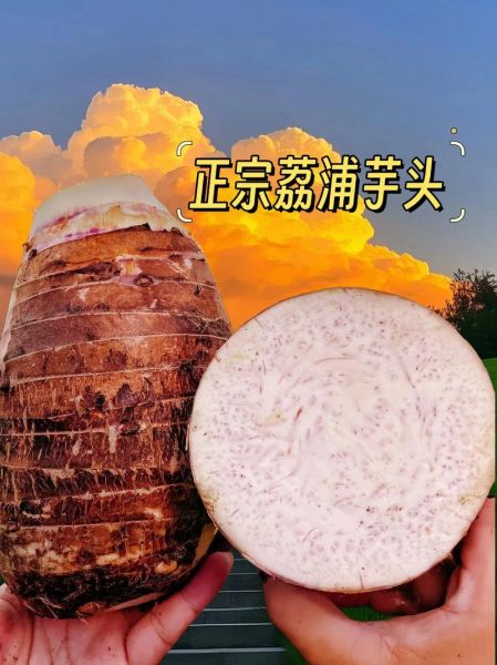 荔浦芋头图片_正宗荔浦芋头怎么挑选-第1张图片-山城妙识
