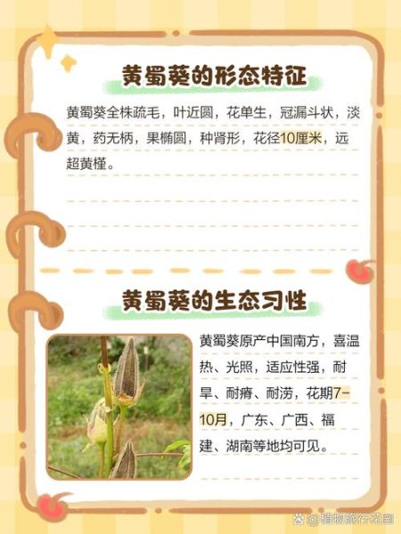 黄蜀葵花什么人不能吃_黄蜀葵花的禁忌人群有哪些-第2张图片-山城妙识